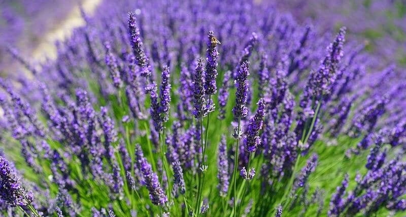 Lavanda, el inigualable aroma del campo en Puebla - PUEBL@ MEDIA